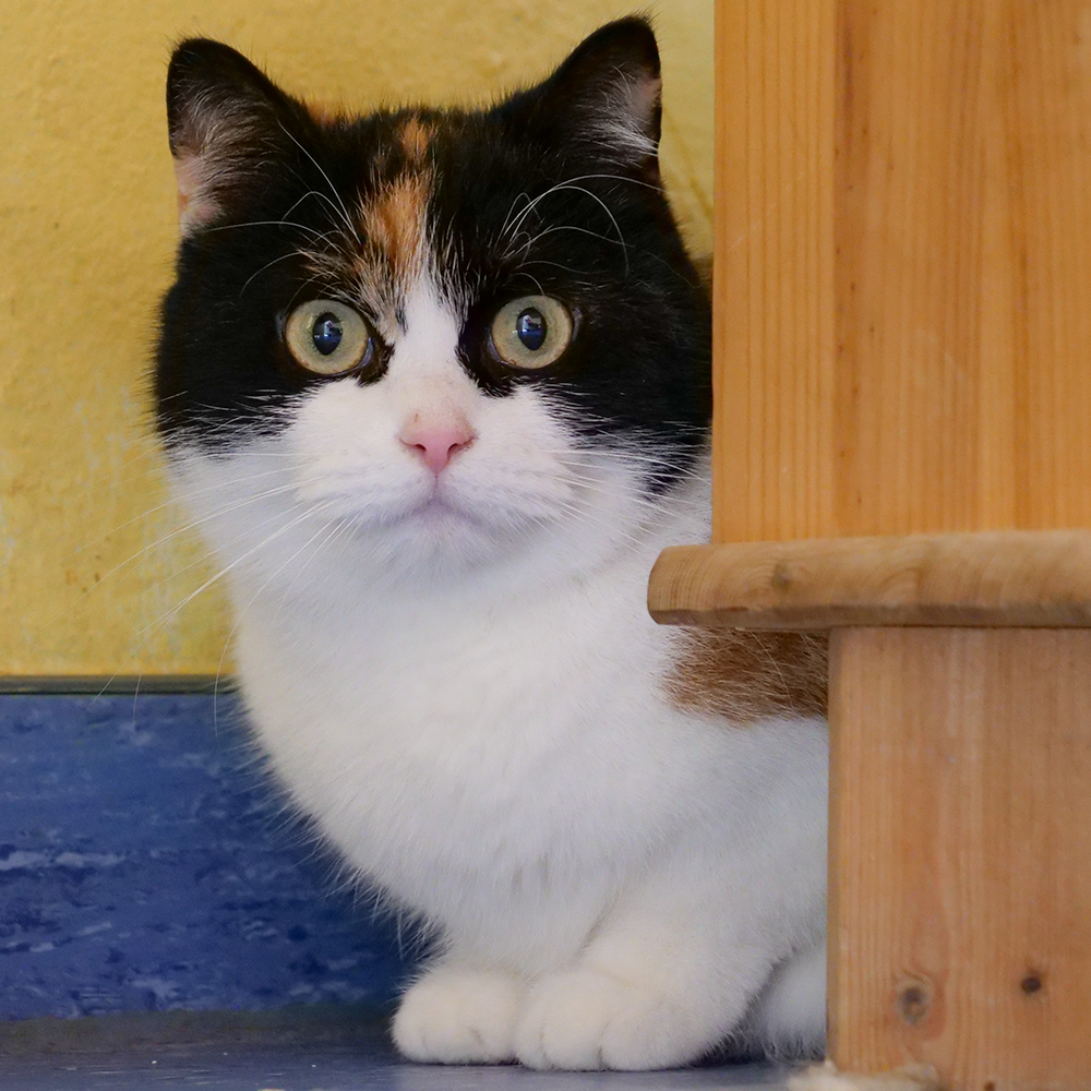 Katzen – Wildtierhilfe Lüneburger Heide e.V.